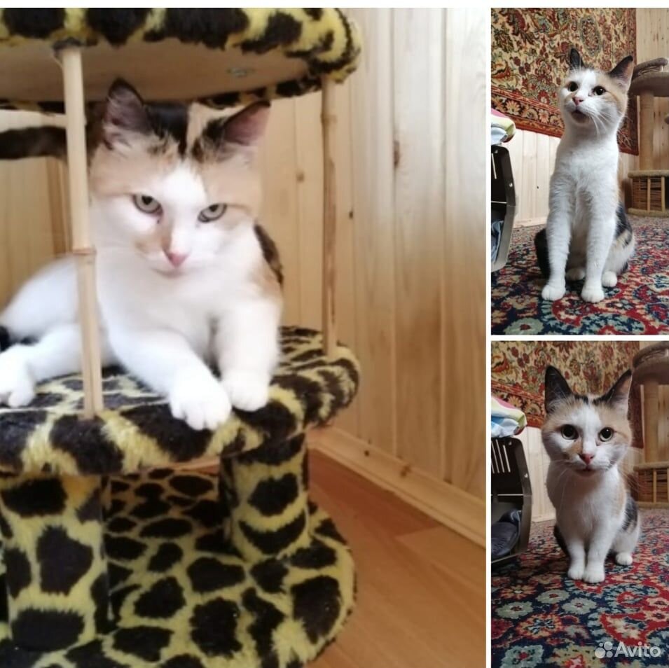 Трехцветная кошка в дар