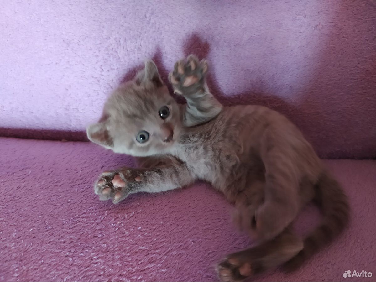 Котёнок