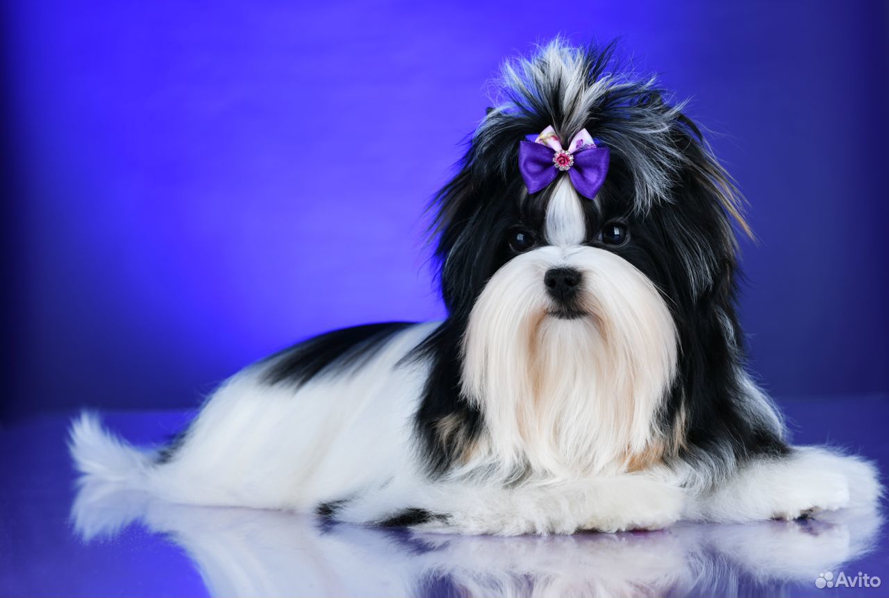 Бивер вязка Кобель 2кг. Любвеобильный, опытный