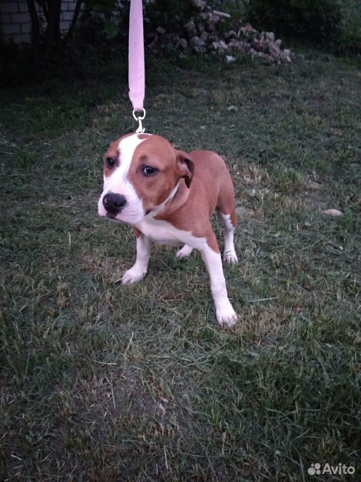 Стаффордширский терьер