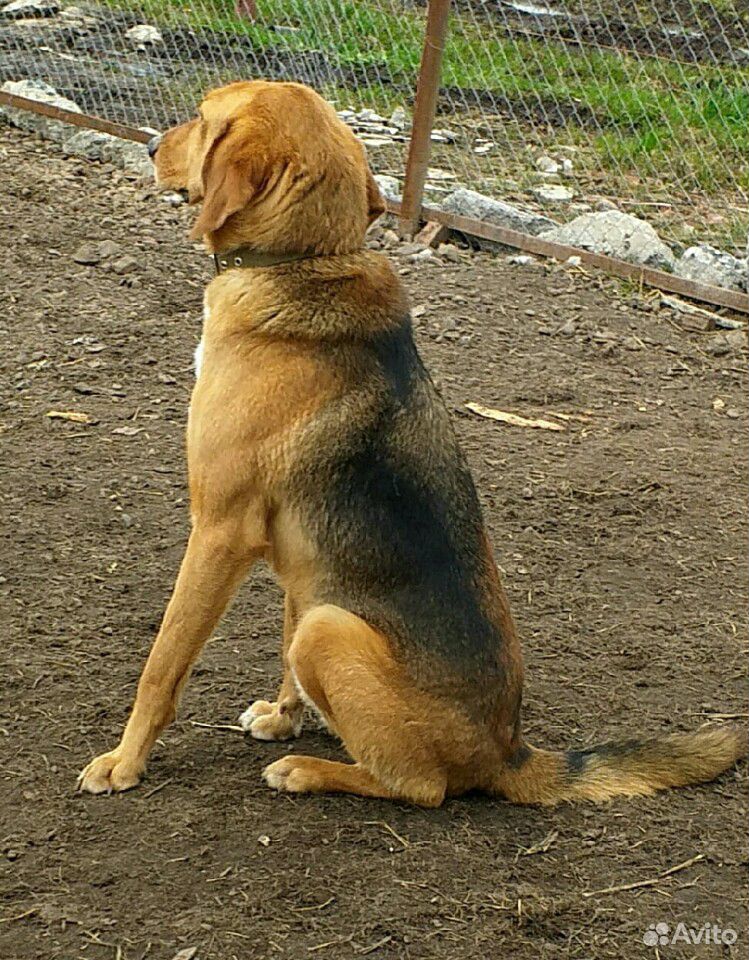 Майк - не охотник