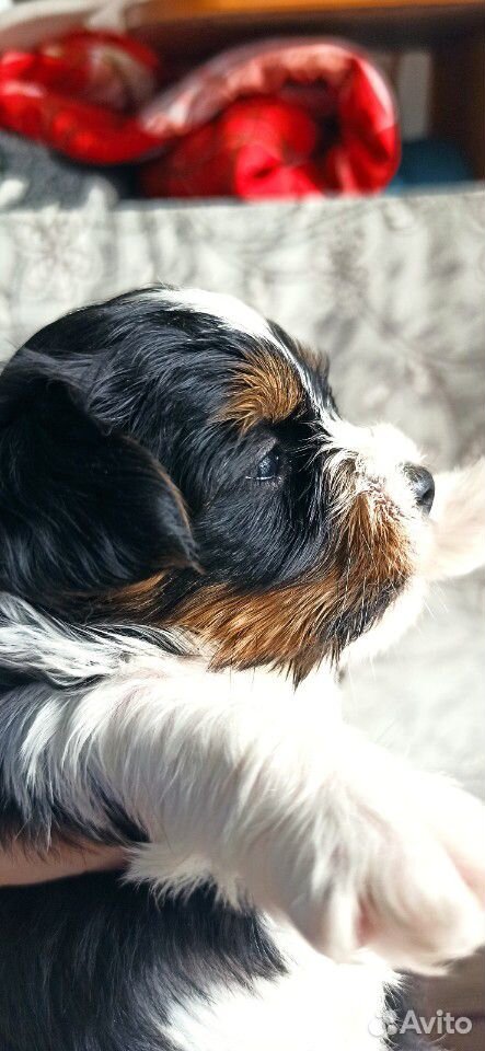 Щенки Бивера