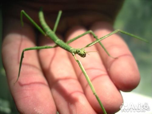 Аннамский палочник