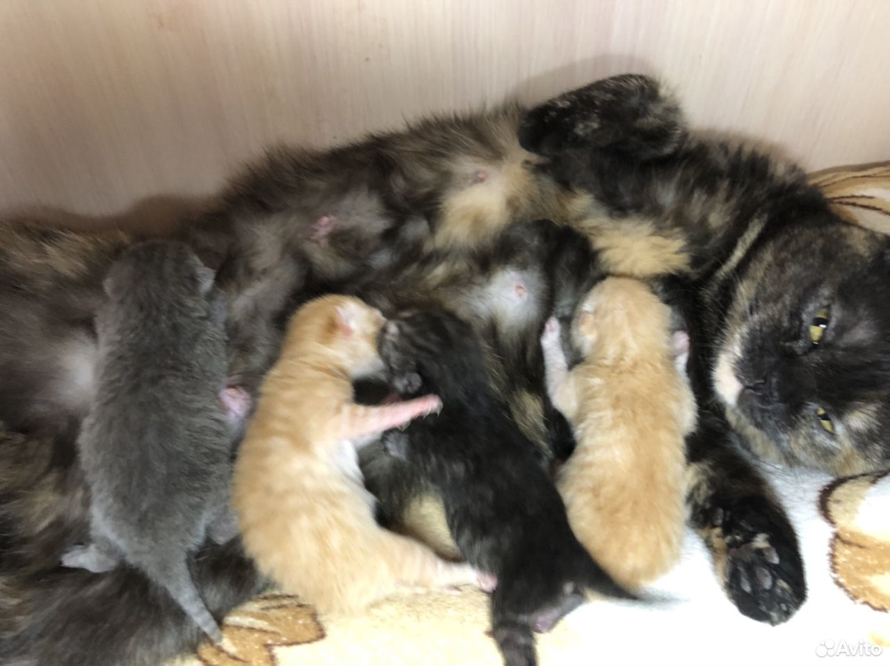 Котята породистые