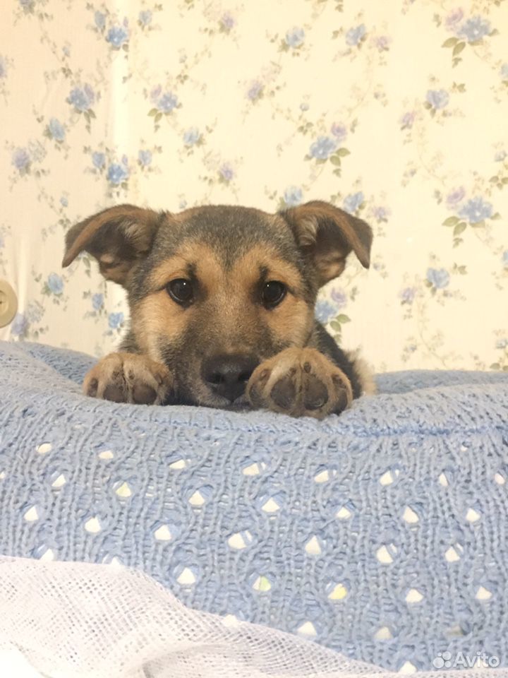 Щенок Лада