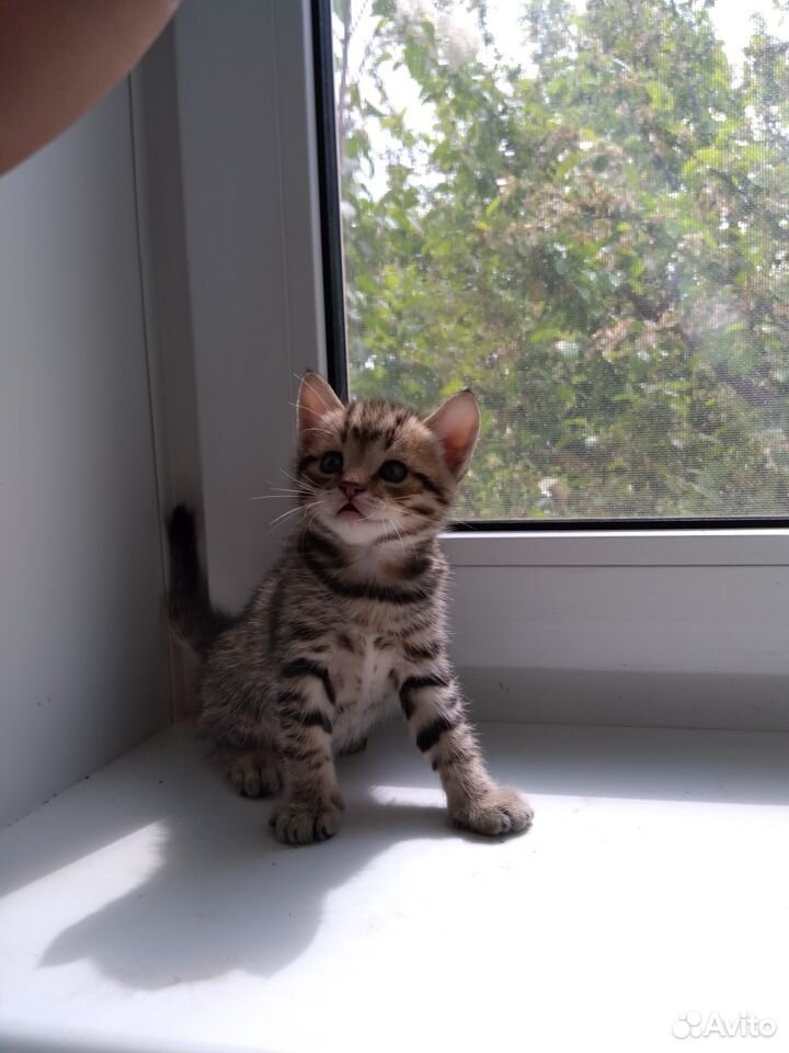 Британские котята