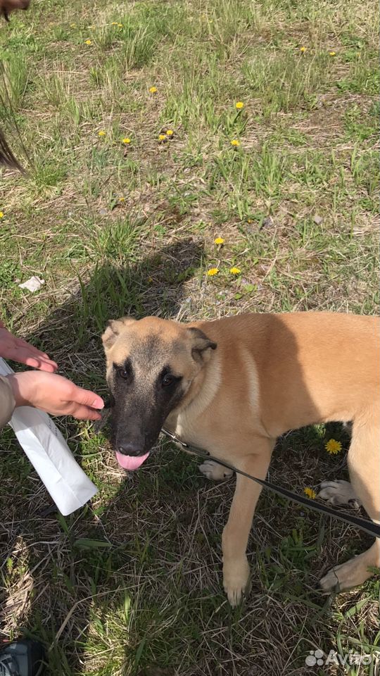 Щенок жорик