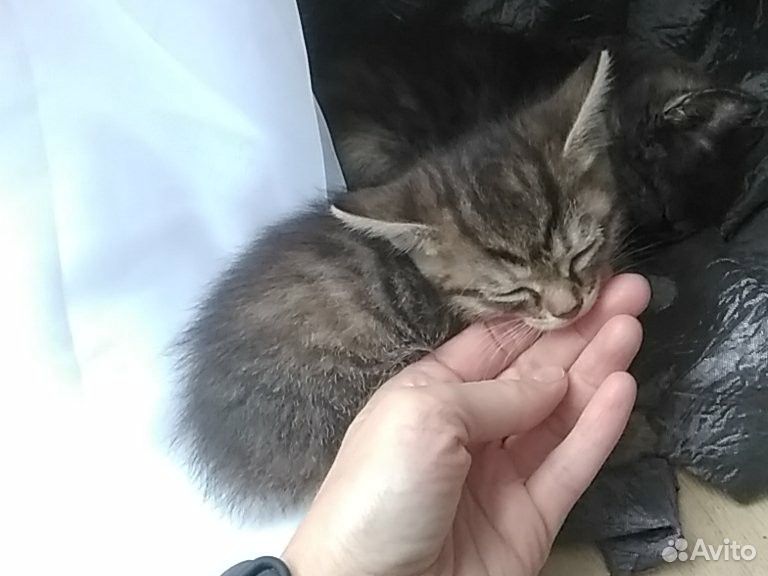 Котёнок 1,5 мес. вроде девочка