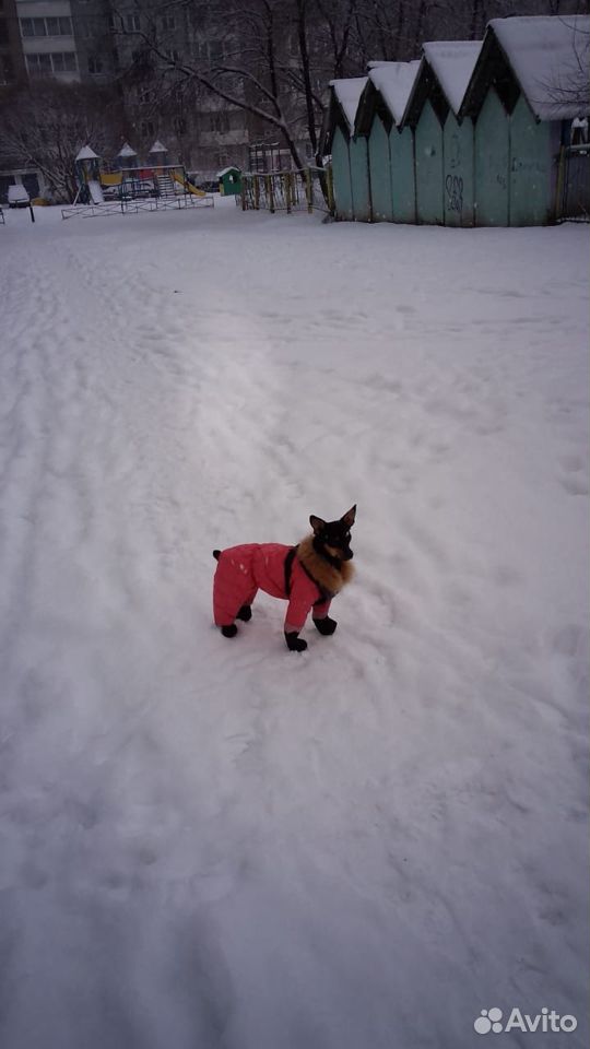 Ищем друга для вязки цвергпинчера девочки