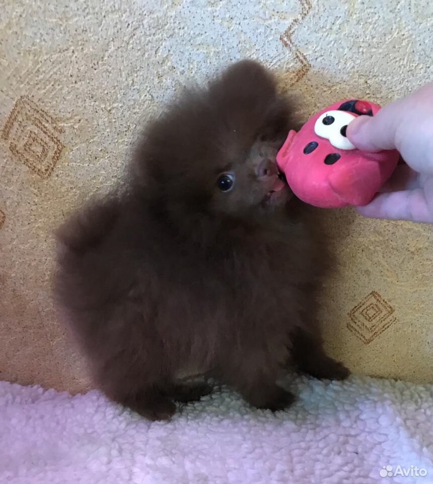 Кукольные шпицы мальчики и девочки