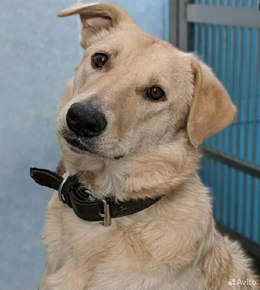 Собака Лада