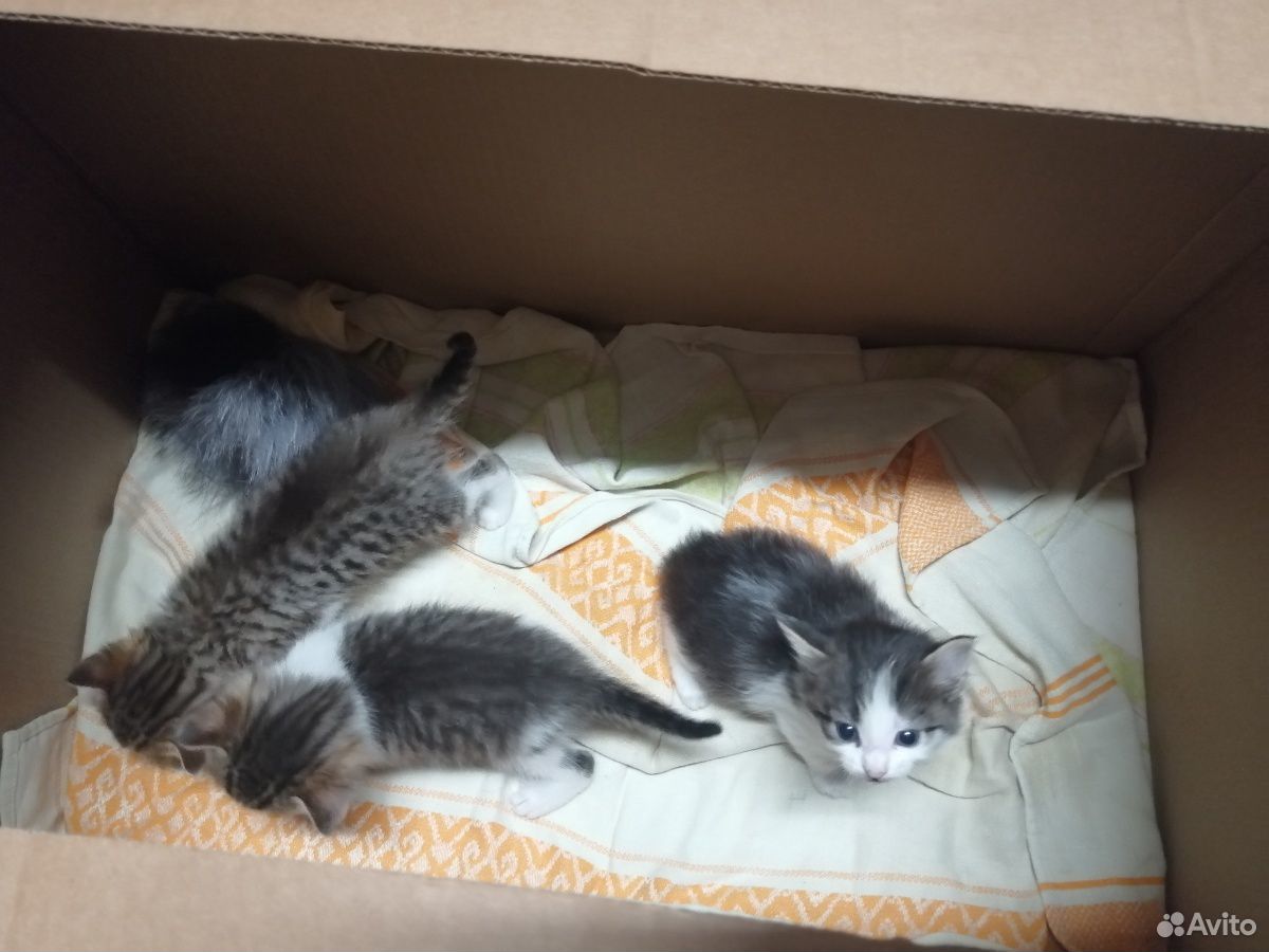 Котята