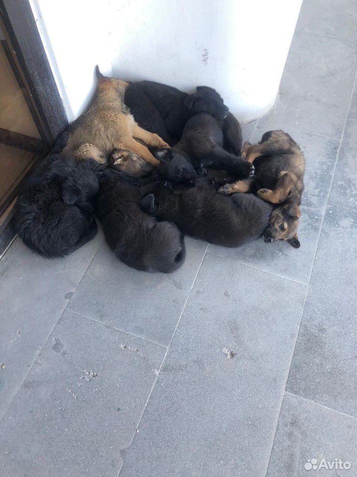 Собака