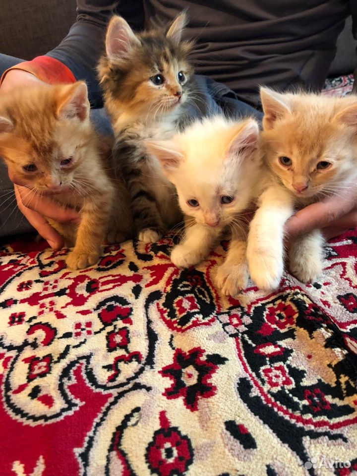 Кошка