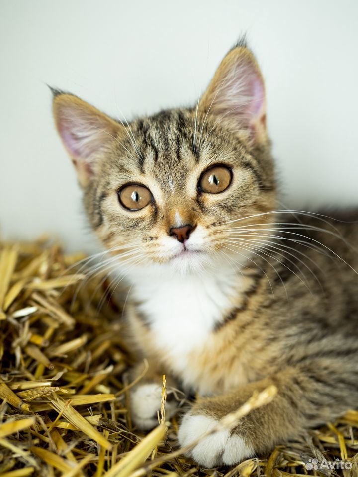 Котенок Викки