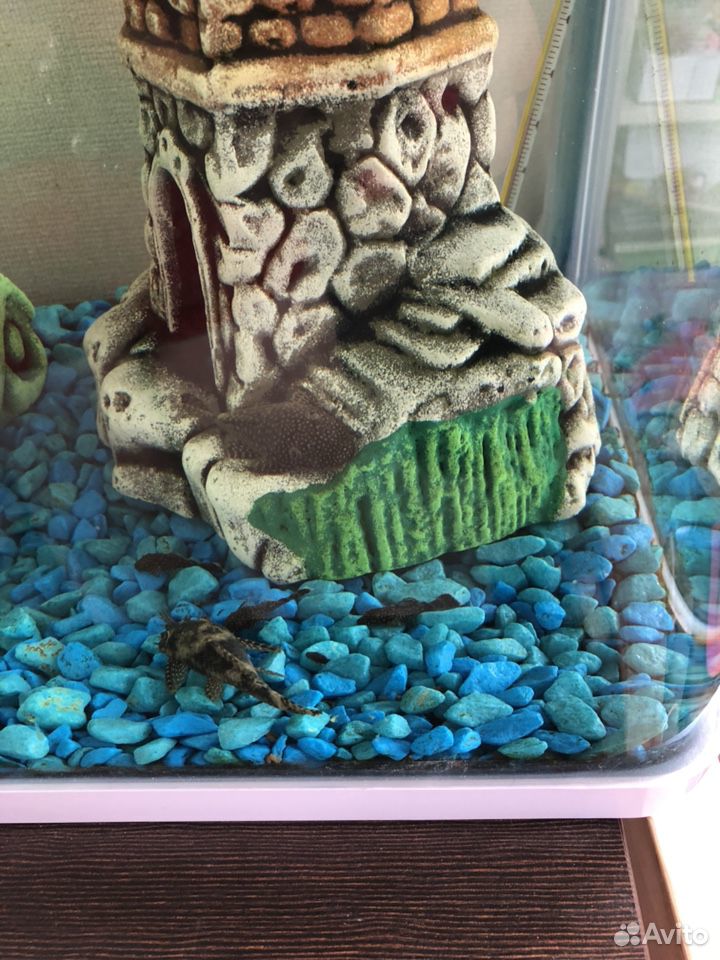 Сомы анцитрусовые