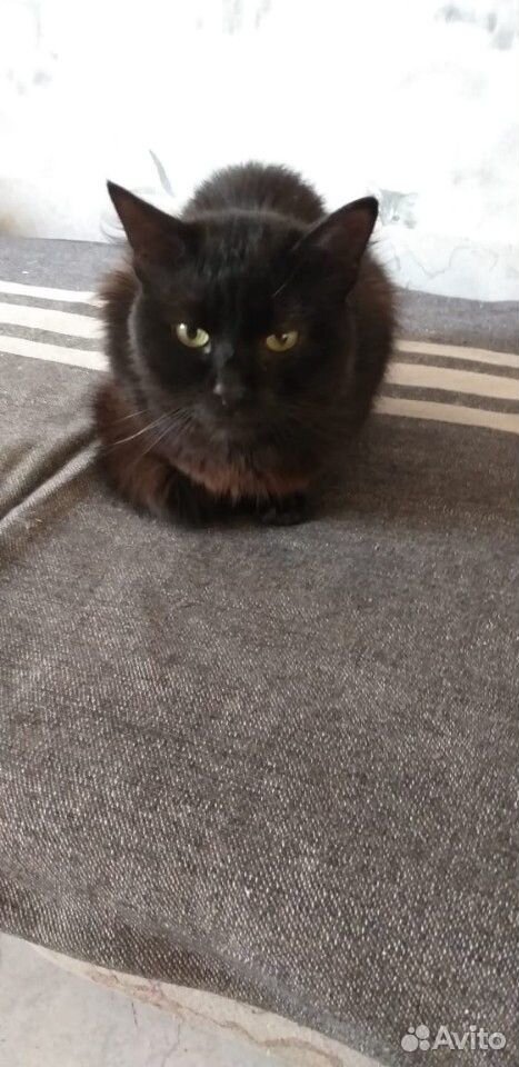Кот
