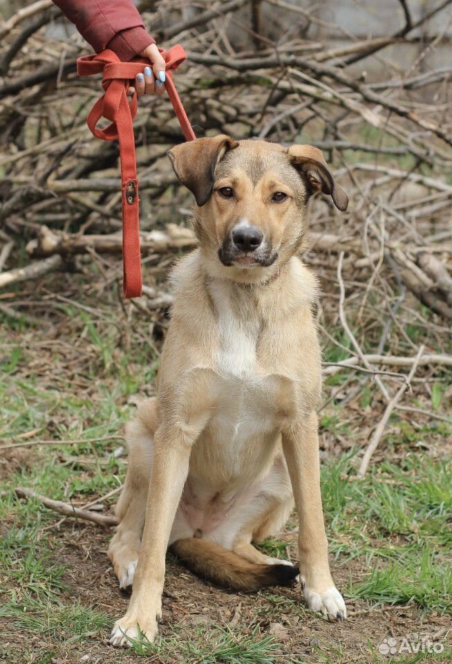 Паула. Молодая красивая собака. Бесплатно