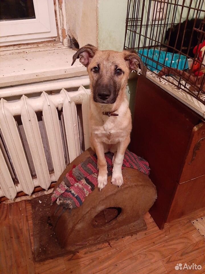 Собака Сири