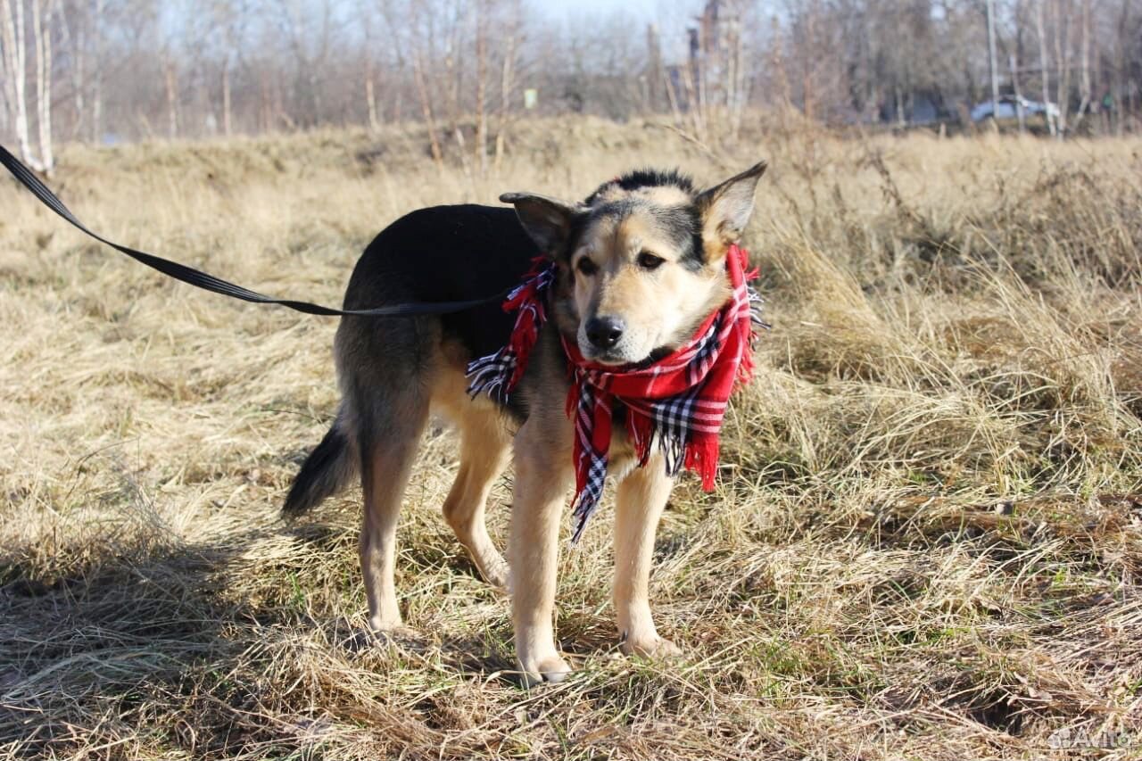 Скромный добряк Венечка в дар, собака бесплатно
