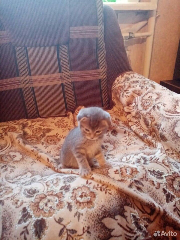 Котенок весловухий породы