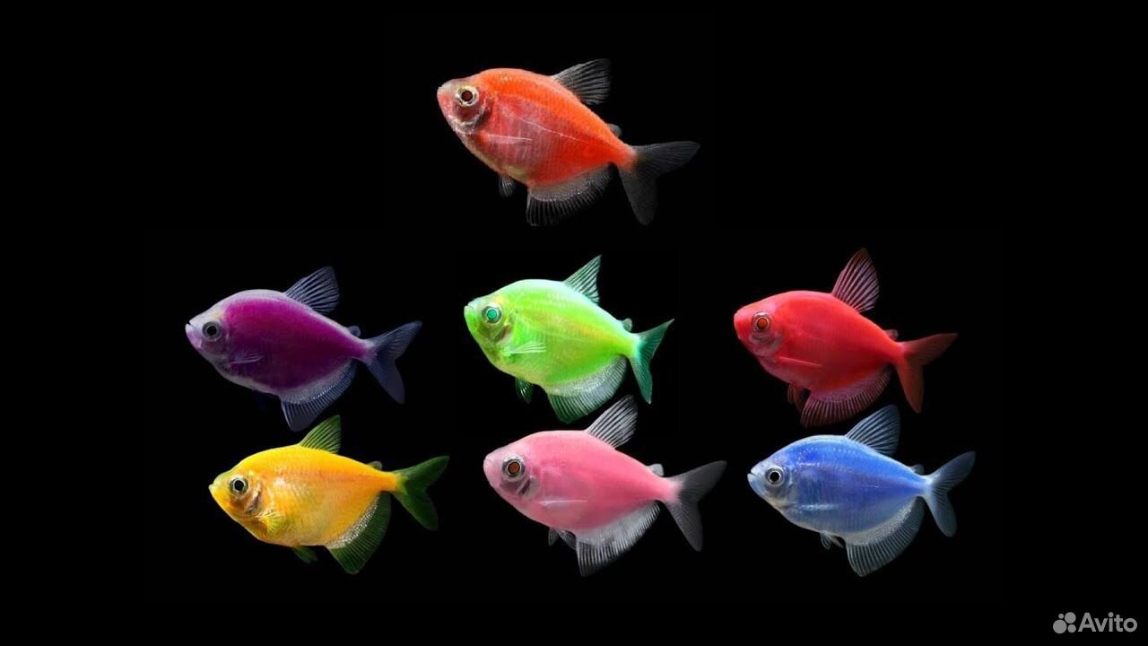 Рыбки Тернеции