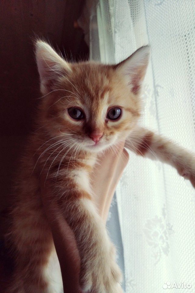 Котенок