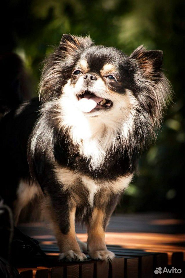 Кобель чихуа хуа Д/Ш для вязки