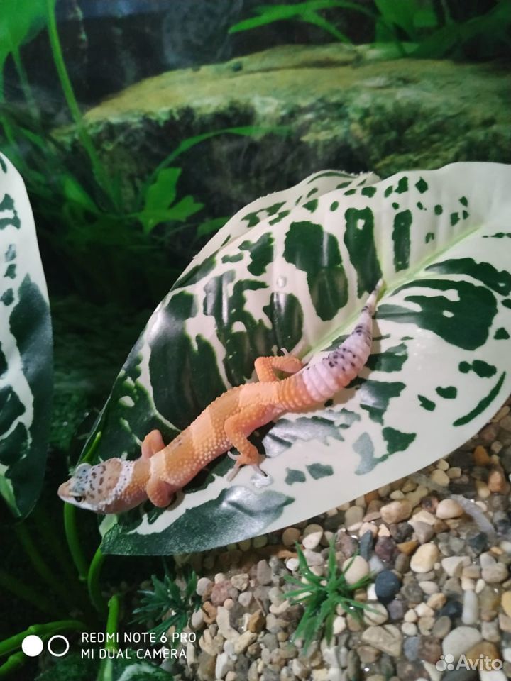 Малютки эублефары