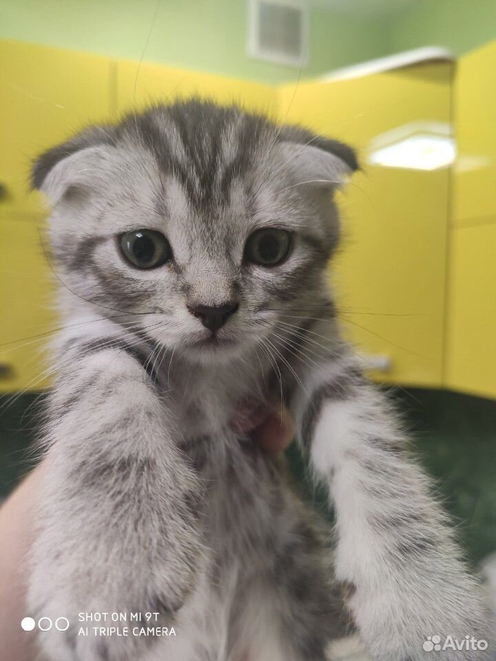 Шотландская