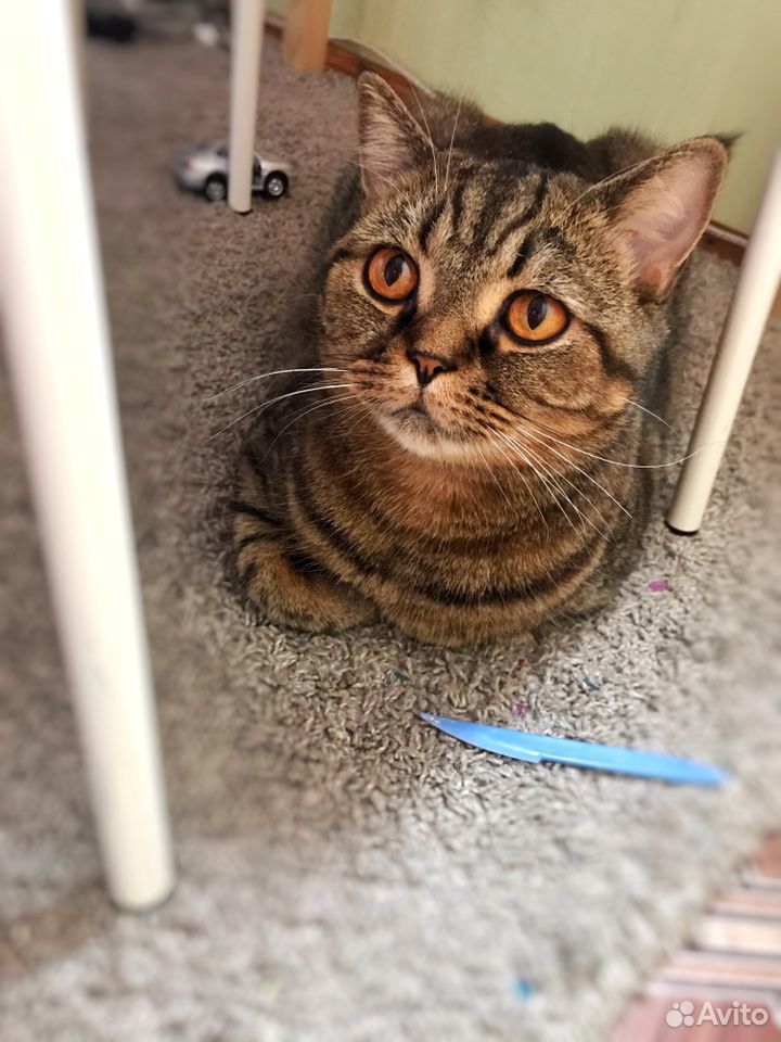 Кот британец/шотландец 2 года