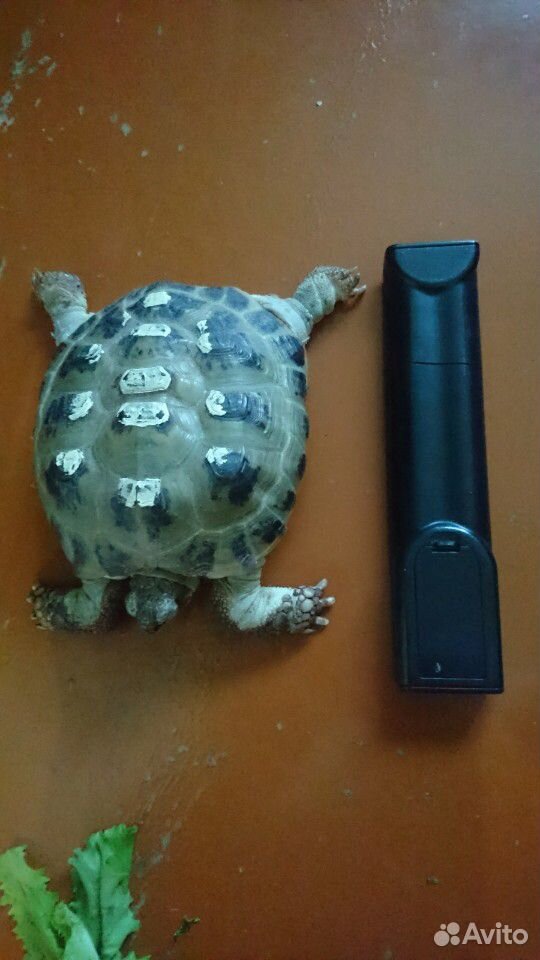 Отдам черепаху