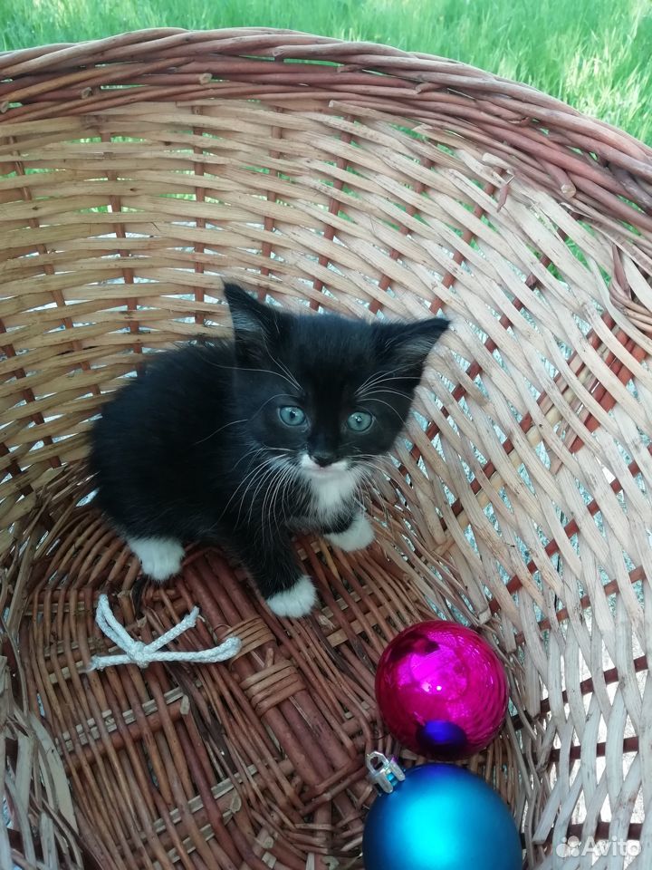 Котенок - кошечка, 1,5 мес