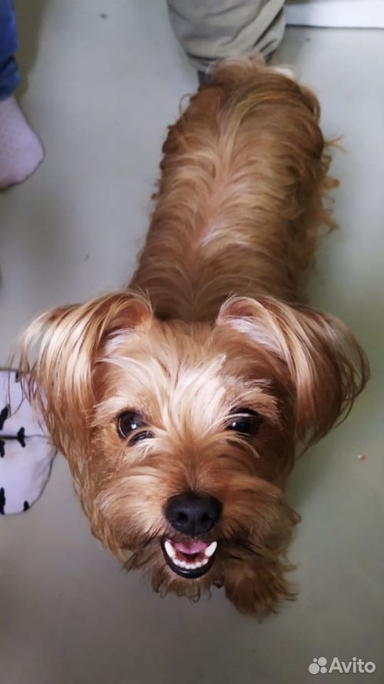 Йоркширский терьер