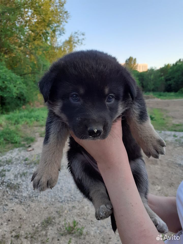 Щенок-девочка в добрые руки