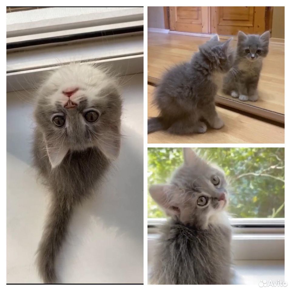 Котёнок милаха