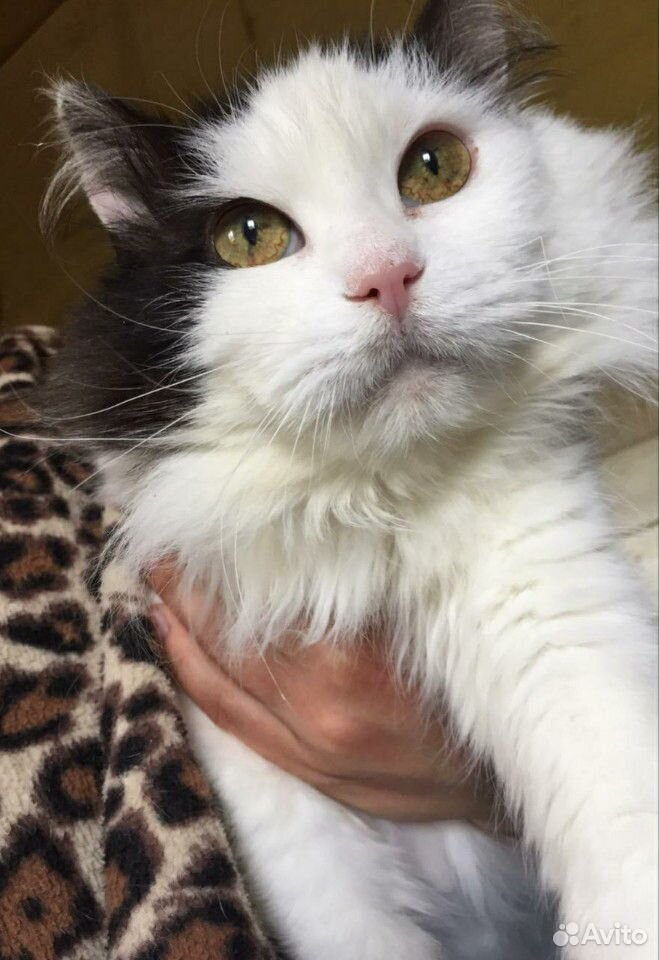 Ангорская кошечка Милли