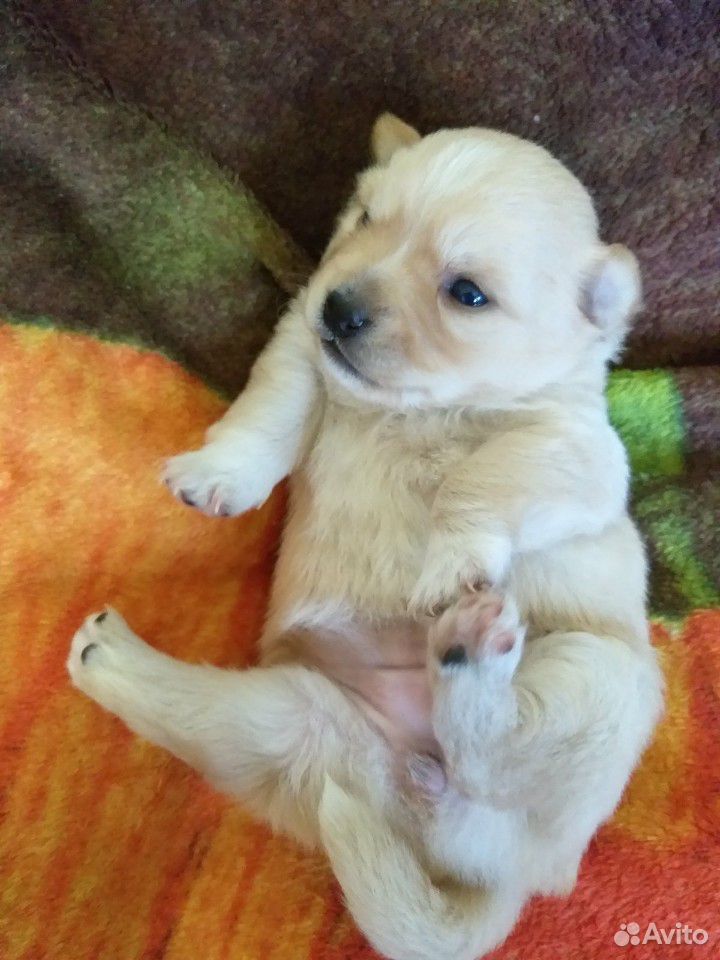 Милые щеночки