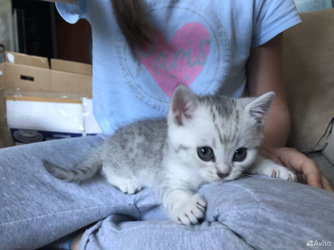 Серебряная шиншилла котята