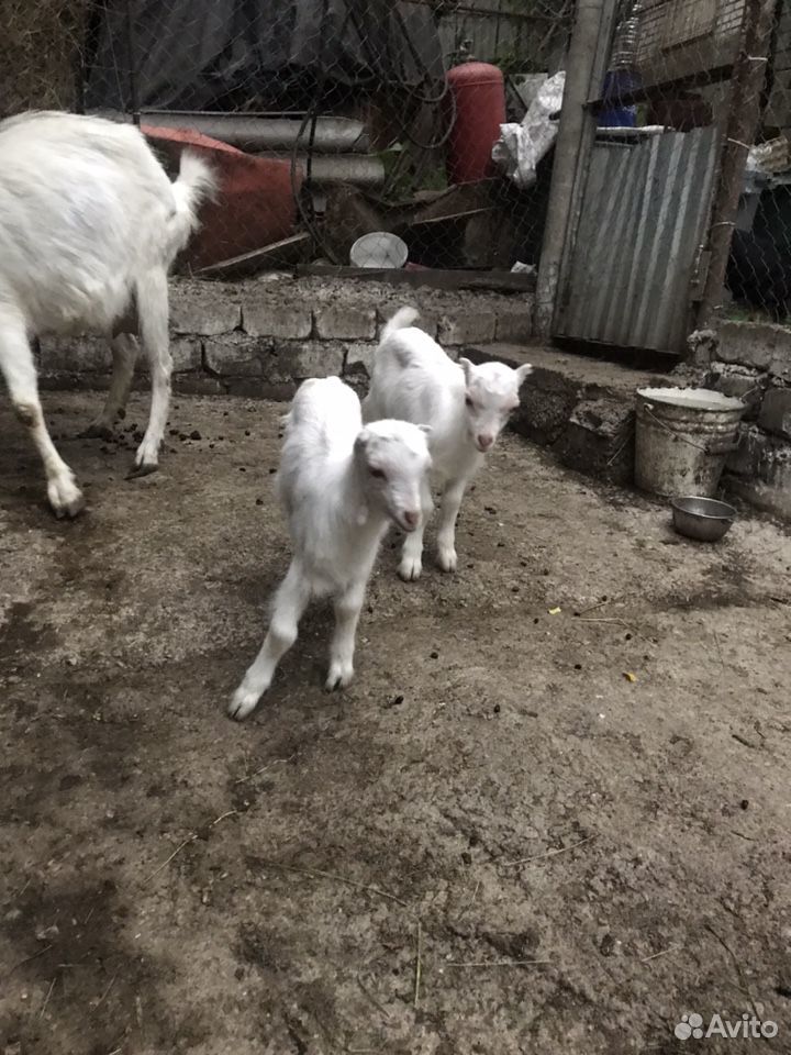 Коза