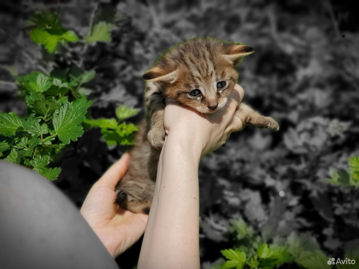 Котик чаузи ф1