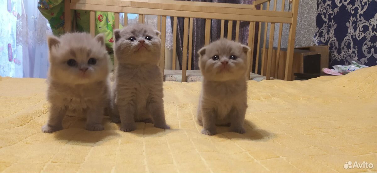 Котята шотландские плюшки