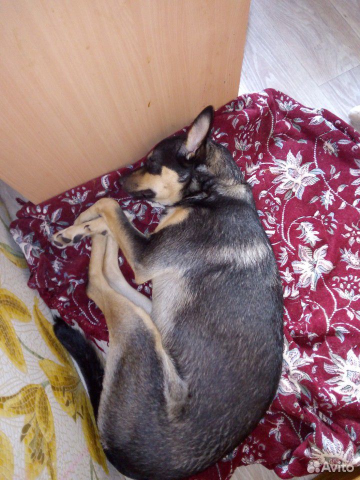 Собачка Моника