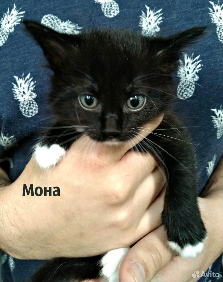 Мона ищет дом