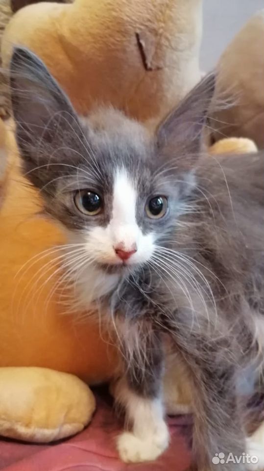 Смешной Котёнок Максик мальчик около 2 мес