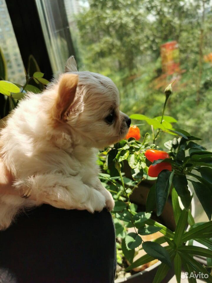 Принцесса чихуахуа длинношерстная