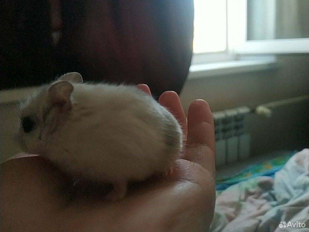 Джунгарский хомяк