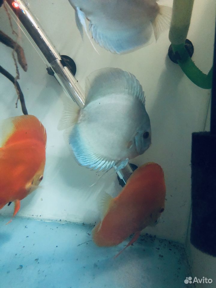 Дискусы, альбино платина и другие