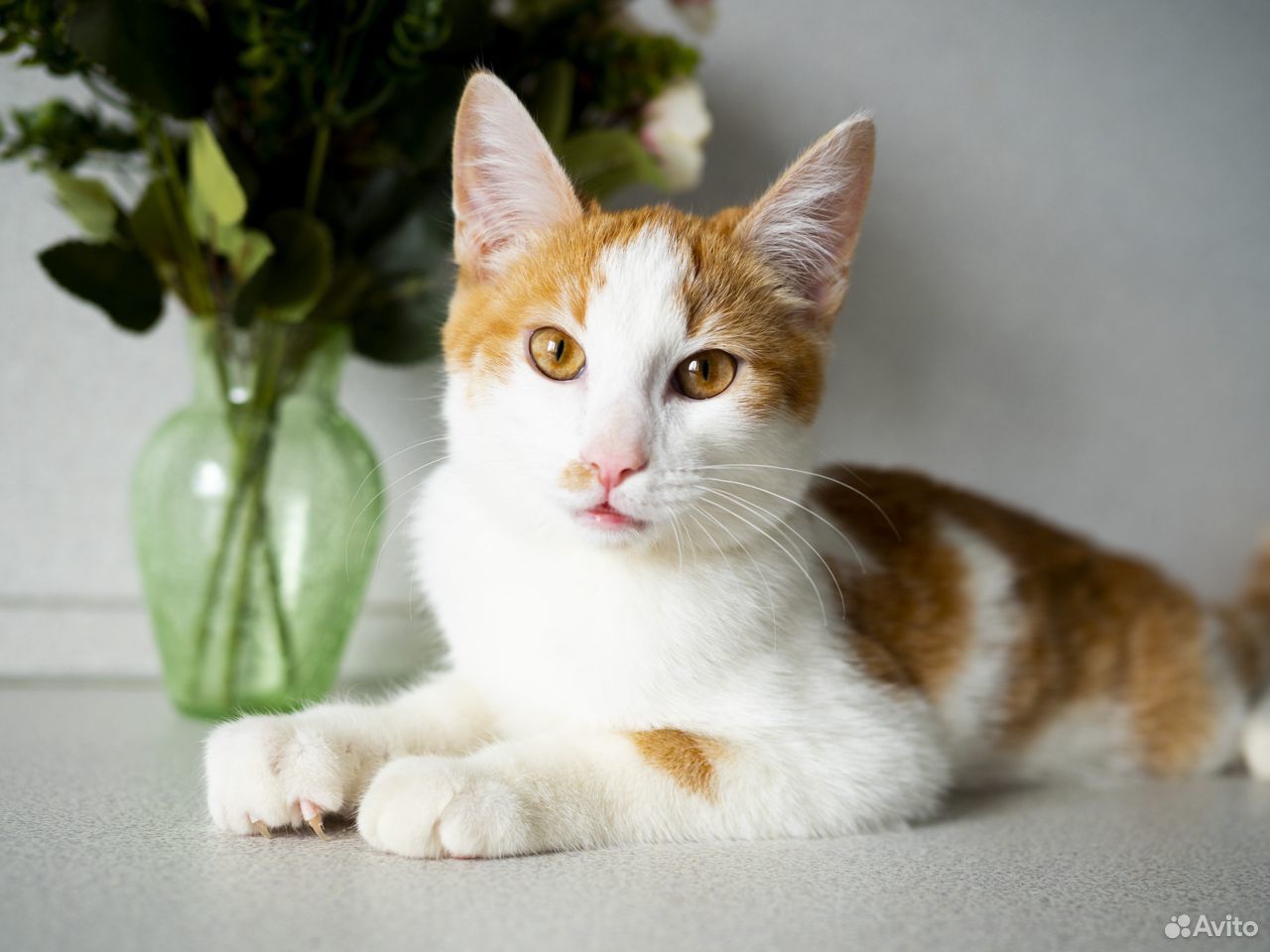 Котенок Соул