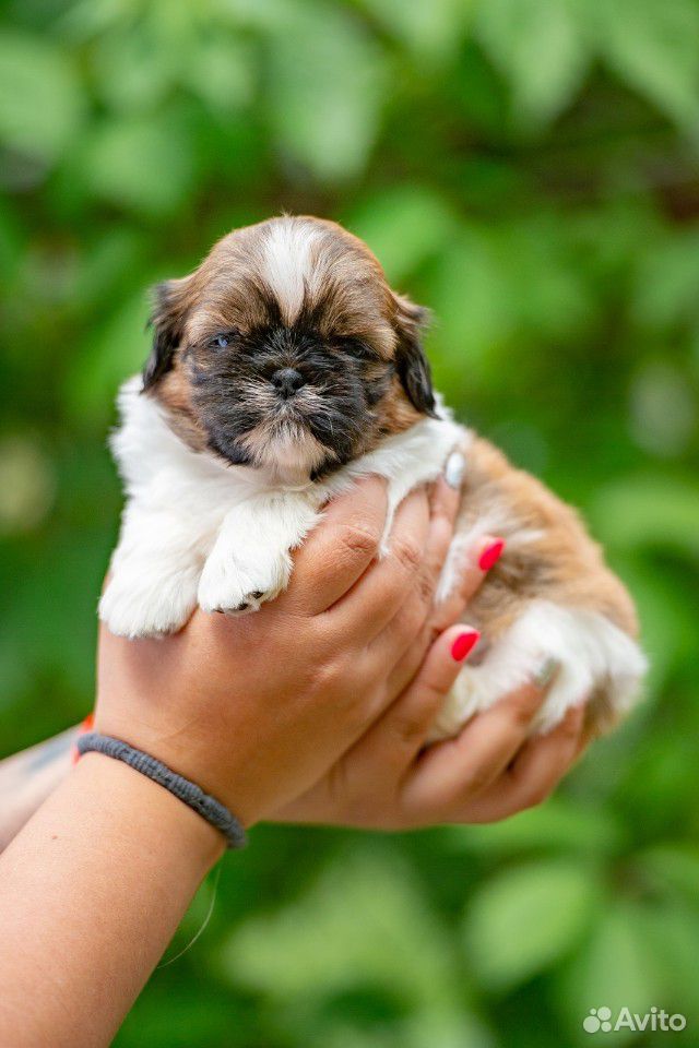 Шит-цу малыши